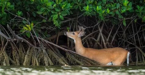 Florida Keys Wildlife Adventure Top Animals To See