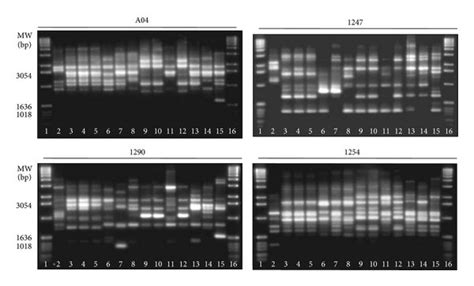 Rapd Pcr Profiles Of Representative E Coli Mera Strains Obtained By