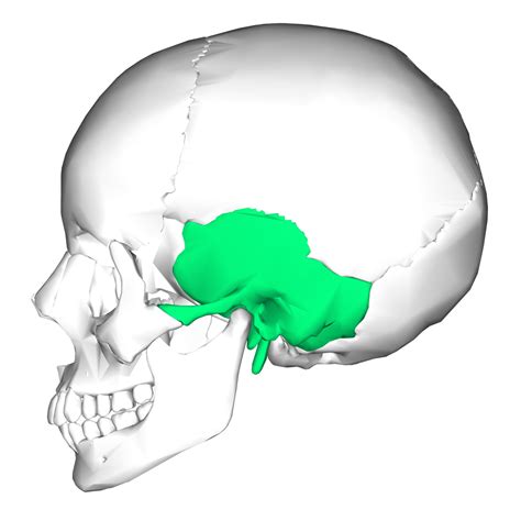 Temporal Bone Wikipedia