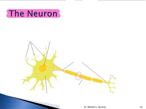 Neuron Diagram Quizlet