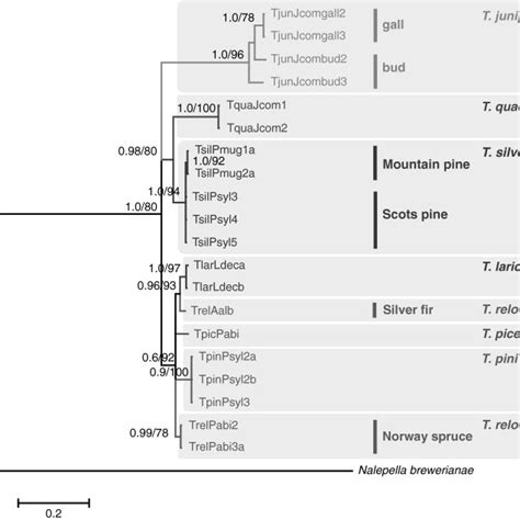 bayesian inference bi tree constructed using the gtr i g model on