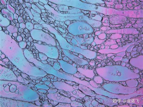 多标记免疫荧光方法：革新生命科学研究的利器 知乎