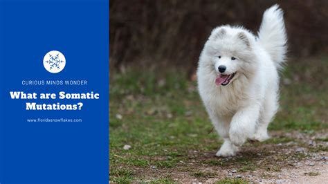 What Are Somatic Mutations