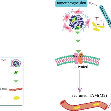 Gscs Secrete Periostin And Activate The αvβ3 Integrin Signaling Download Scientific Diagram
