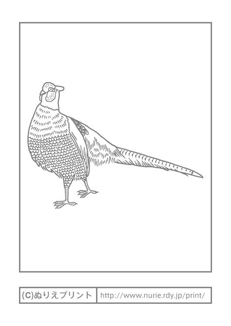 キジ雉 主線グレー 岡山県の鳥 無料塗り絵 都道府県ぬりえプリント