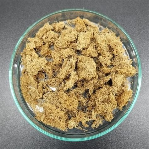 A Fresh Ginseng From Fbd Drying B Fresh Ginseng From Oven Drying Download Scientific Diagram