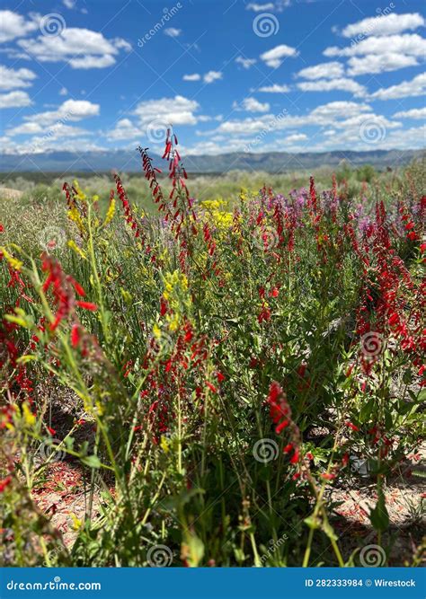 Breathtaking Landscape Of Scarlet Bugler Flowers In A Lush Green Meadow