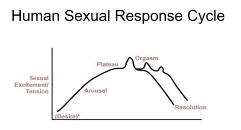 Female Sexual Function And Dysfunction Flashcards Quizlet