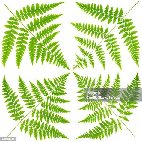 고사리는 매크로 렌즈 촬영에서 흰색 배경에 고립 된 다이아몬드 모양의 평평한 평신도 배열을 남깁니다 0명에 대한 스톡 사진 및 기타 이미지 Istock