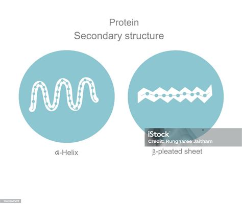The Secondary Structure Alphahelix And Betapleated Sheet Of Protein Molecule That Showing In