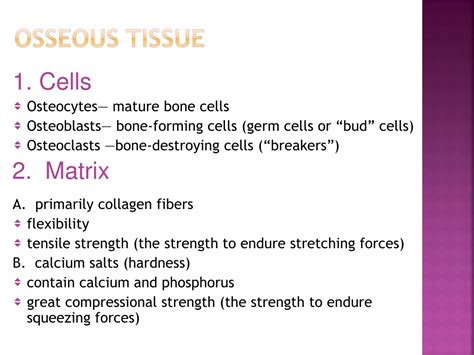 PPT Osseous Tissue Structure And Function PowerPoint Presentation Free Download ID