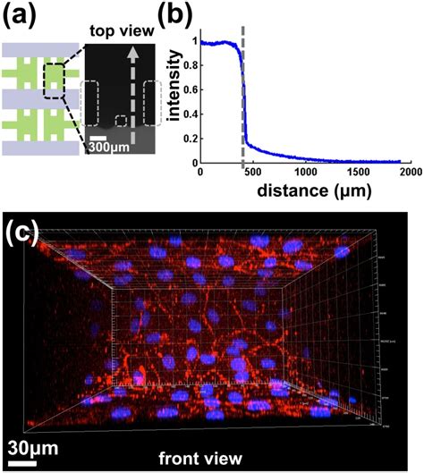 The Integrity Of The Endothelial Monolayer Was Confirmed By Both