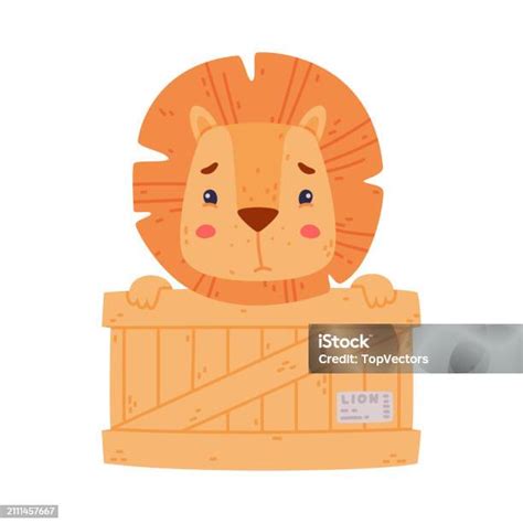 재미있는 사자 성격 와 갈기 나무 상자에 앉아 와 슬픈 얼굴 벡터 삽화 갈기에 대한 스톡 벡터 아트 및 기타 이미지 갈기 고양잇과 귀여운 Istock