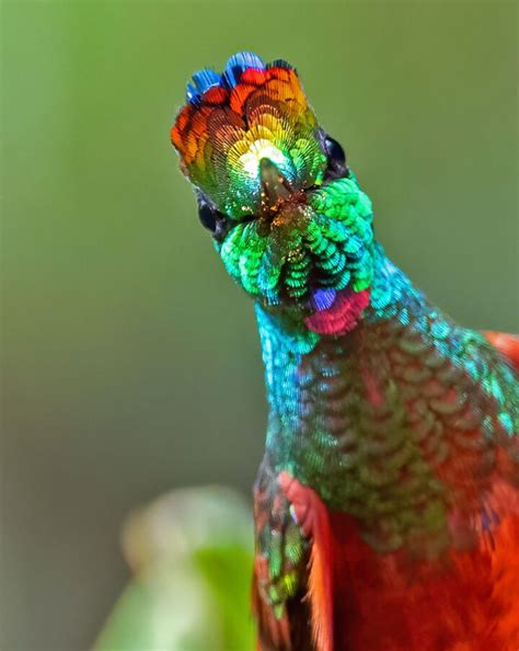 What Is The Essence Of Iridescence Ask A Hummingbird Living Bird