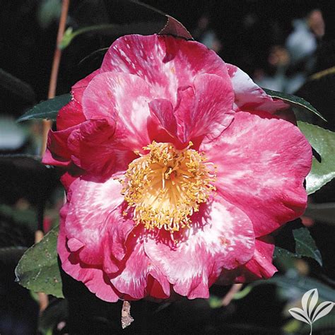 Guilio Nuccio Variegated Camellia Cut Flowers Almost Eden