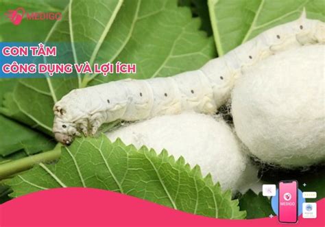 Con Tằm Là Con Gì Công Dụng Của Tằm Trong Cuộc Sống Và Sức Khỏe