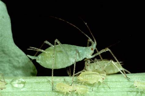 How To Use The Pea Aphid Growing Degree Day Model Pest Prophet Blog