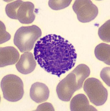 Eritroblasto basófilo CellWiki