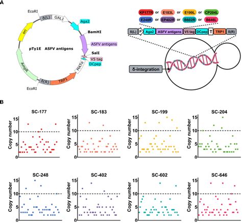 Recombinant Saccharomyces Cerevisiae Strains Were Constructed By Download Scientific Diagram