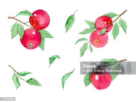 사과의 수채화 과일 요소 세트 과일 사과 가지 및 잎 흰색 배경에 고립 웨딩 디자인 로고 인사말 카드 스크랩북 승화 및 기타 아이디어 나뭇가지에 대한 스톡 벡터 아트 및