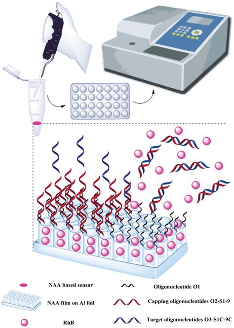 Human Papilloma Virus Dna Detection In Clinical Samples Using Fluorogenic Probes Based On
