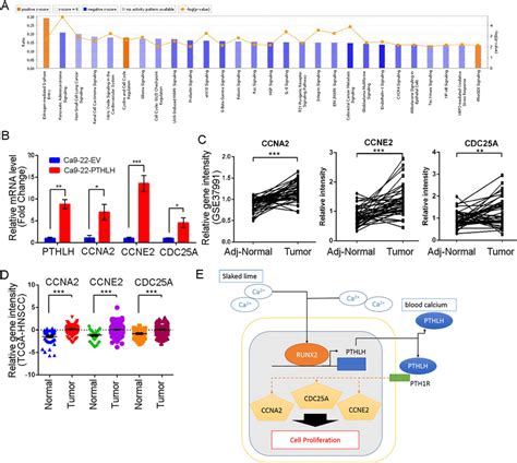 Pthlh Stimulates Cell Cycle Regulators Leading To Overexpression In