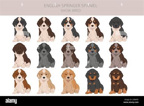English Springer Spaniel Show Bred Clipart Different Poses Coat Colors Set Vector