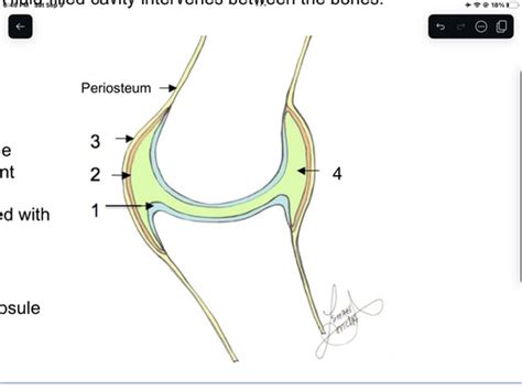 Lec 3 Jointsligamentsmuscle Flashcards Quizlet