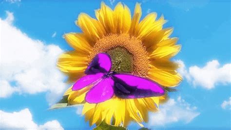 Sunflower GIFs Get The Best GIF On GIPHY