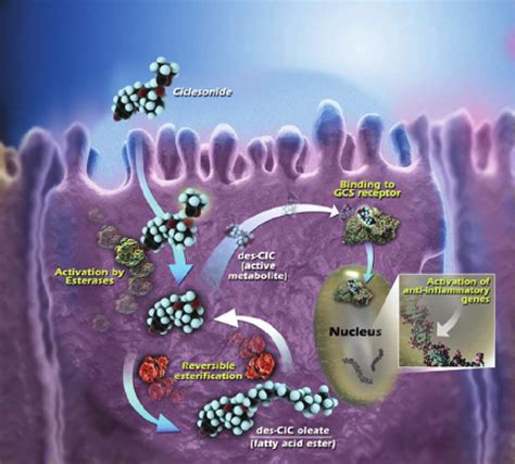 Intracellular Activation Of Ciclesonide And Reversible Esterifi Cation Download Scientific