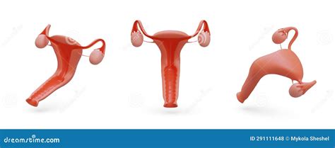 Realistic Internal Female Organs Woman Reproductive System Stock