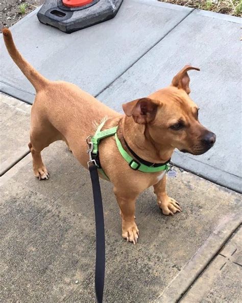 Doxie Pit Pitbull And Dachshund Mix Info Pictures Facts Faqs And More