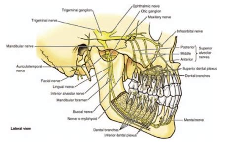 Mandibular Nerve Anatomy The Parotid Gland Submandibular Gland And
