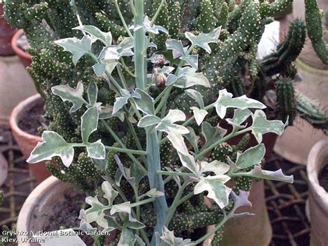 Купить растения, продажа и рассылка почтой, каталог, заказ суккулентов ...