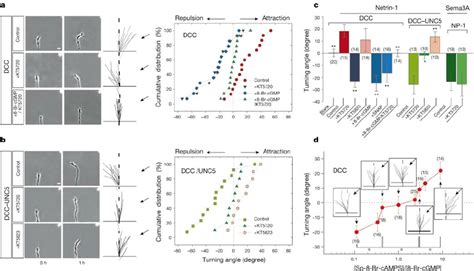 Campcgmp Signalling Dependent Bi Directional Growth Cone Turning Download Scientific Diagram