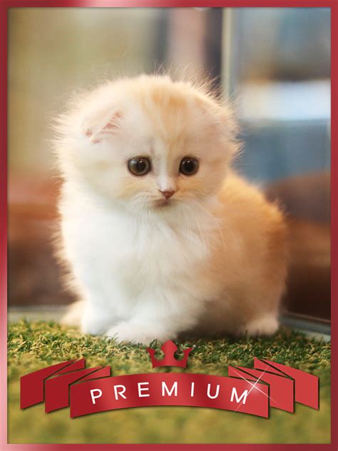 먼치킨 분양 고양이분양 도그마루