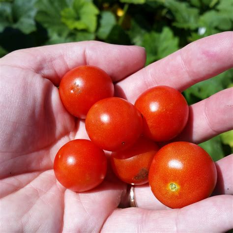 Tomato ‘tommy Toe Permaculture Sydney West Est 2012