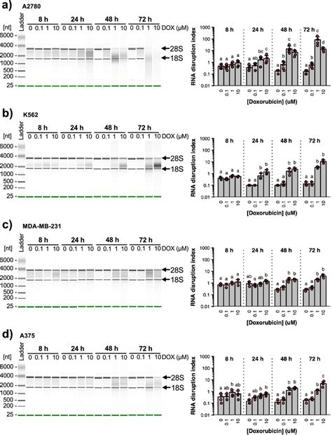 Dose And Time Dependent Rna Disruption In Response To Doxorubicin Download Scientific Diagram