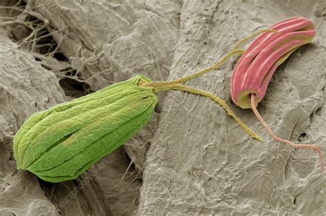 Flagellate Protozoa Sem Stock Image C0253119 Science Photo Library