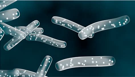 Meet The Unsung Hero Of Fermentation Lactobacillus North Texas