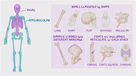 Video Introduction To The Skeletal System Osmosis