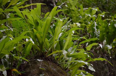 Microsorum Punctatum Isabella Falls Cairns Qld 26 07 2… Flickr