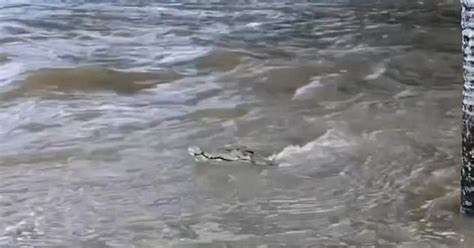 Watch Flooding In Australia Brings Crocodiles Into Town Metro Video