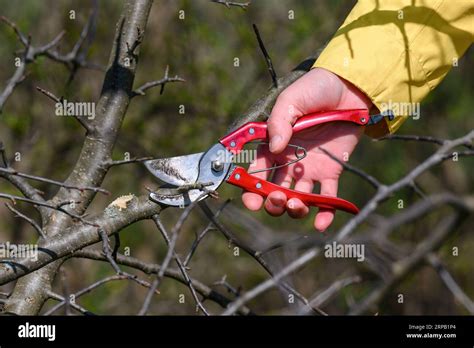 Work In Spring In The Garden With Fruit Trees Formative Tree Pruning