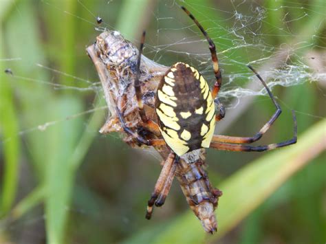Yellow Garden Spider Egg Sac Fasci Garden