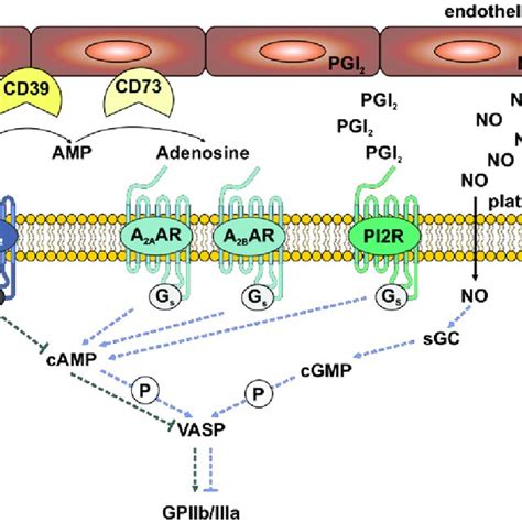 Simplified Scheme Of Physiological Signaling Pathways In Platelets In