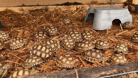 Guía De Cuidado De La Tortuga Sulcata