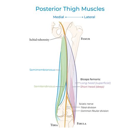 Posterior Thigh Muscles Function