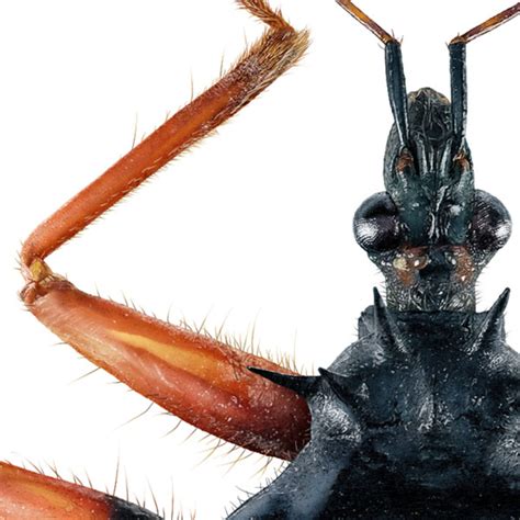 Close Up Illustration Of The Assassin Bugs Spiny Thorax And Bright