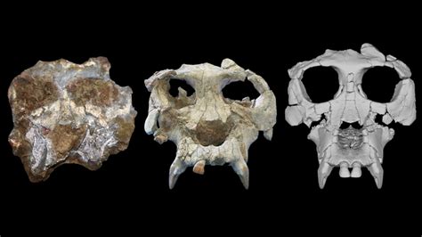 12 Million Years Later Pierolapithecus Gets A Facelift Uabdivulga